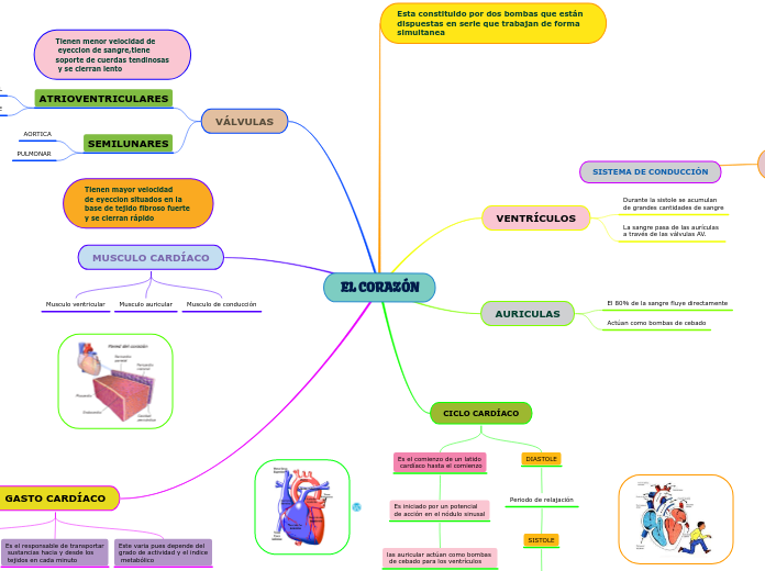 EL CORAZÓN - Mind Map